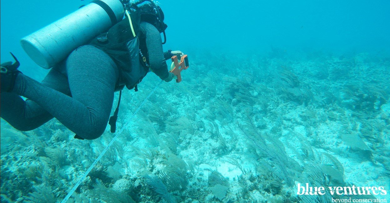 Building capacity for effective lionfish management in South Water Caye ...