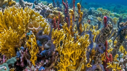 MAR Fund – Protecting the Mesoamerican Reef