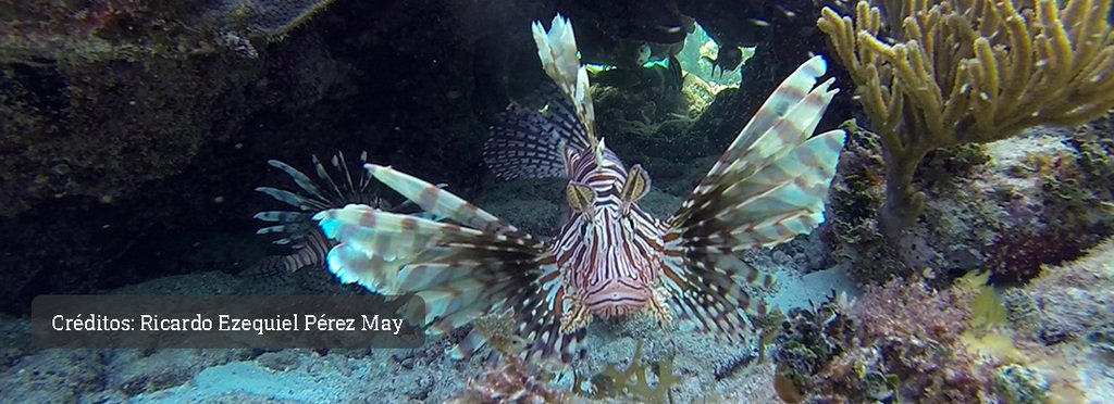 Pez León – MAR Fund – Protecting the Mesoamerican Reef